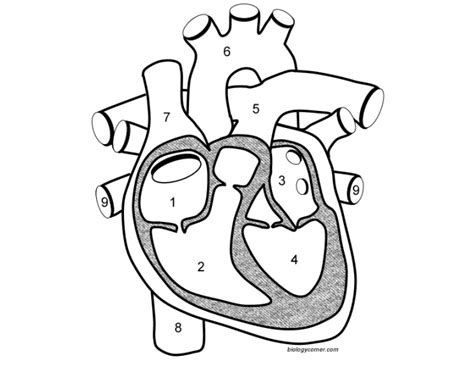 Heart Structure Igcse Quiz
