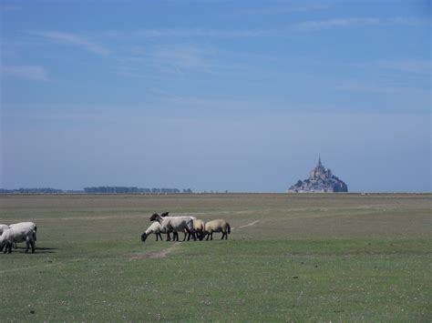 Field With Sheep Hd Wallpapers