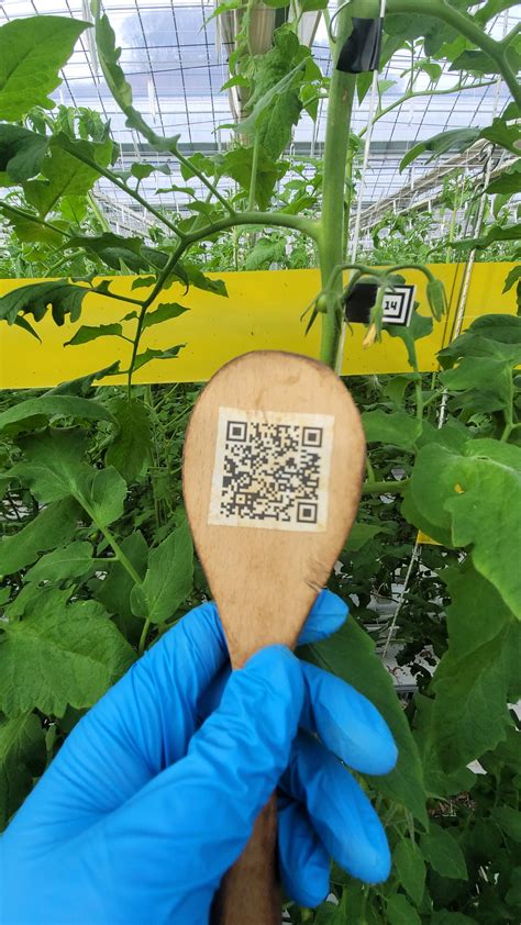 Tomato Semantic Segmentation Dataset By Tomato2