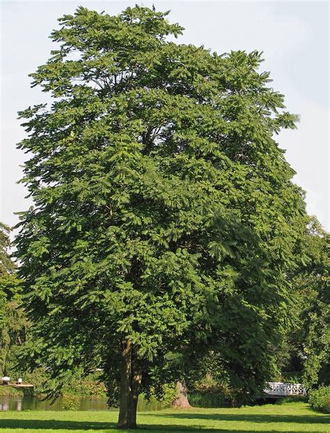 Spring Flowering Of Invasive Plants In Illinois Homer Companies