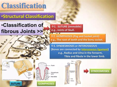 Human Joint Classification By Durba Chatterjee Ppt Human Joint Classification By Durba Chatterjee Ppt