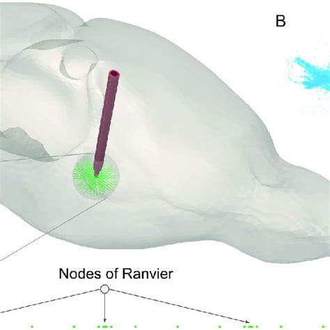 Representation Of Axon Arrays In Oss Dbs In The Volume Conductor Download Scientific Diagram