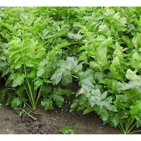 Parsnip Seeds Heirloom Non Gmo Organic