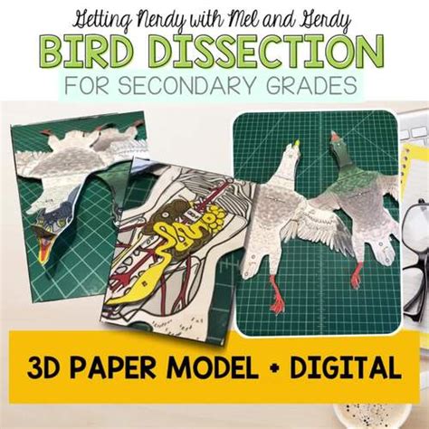 Bird Dissection Zoology Biology 3 D Anatomy Paper Dissection Model