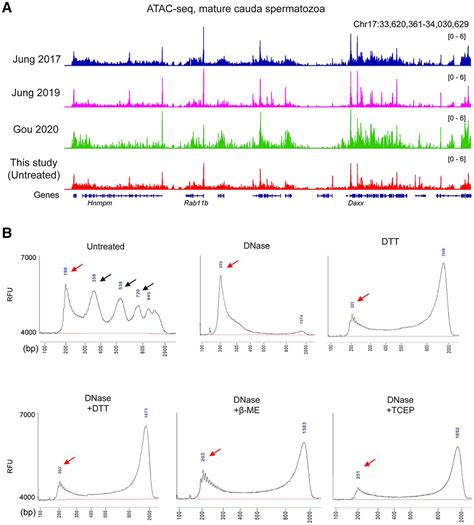 Revisiting Chromatin Packaging In Mouse Sperm
