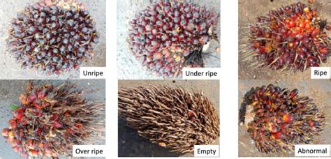 Eric Feuilleaubois Ph D On Linkedin Annotated Datasets Of Oil Palm Fruit Bunch Piles For