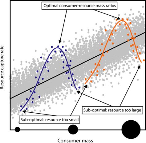 Figure 1 From On The Context Dependent Scaling Of Consumer Feeding