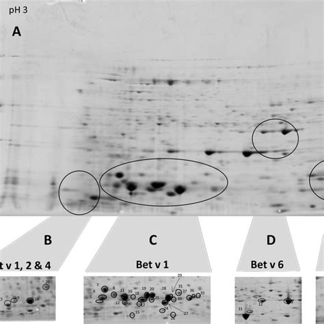 2 D Maps Of Birch Pollen Extract A Ph 310 Entire Protein Profile Download Scientific