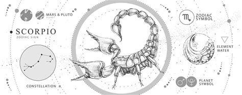 점성술 전갈 자리 조디악 기호현대 마법 마술 카드 사실적인 손 그리기 전갈 일러스트레이션 조디악 특성 고풍스런에 대한 스톡 벡터 아트 및 기타 이미지 Istock