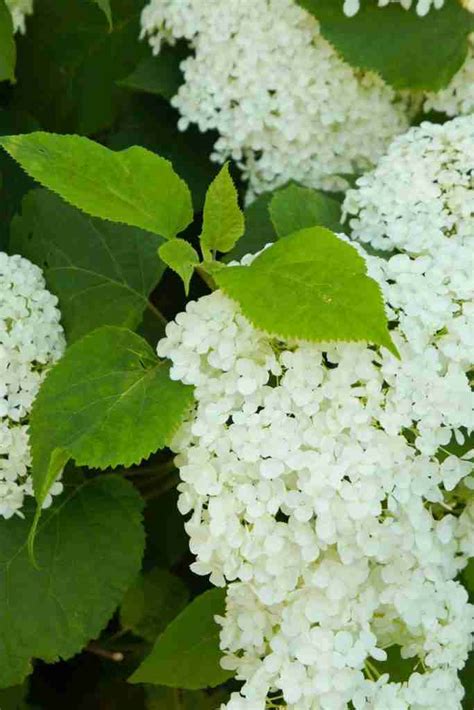 The Best Fertilizer For Hydrangeas Fertilizing Tips Hydrangea Love