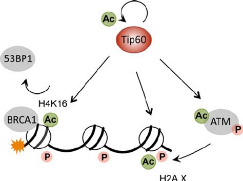 The Multiple Targets Of Tip60 In DSB Repair Following Induction Of DNA Download Scientific