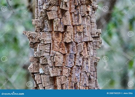 Details Of The Fire Resistant Bark Of An Exotic Topical Tree At The Buraco Das Aras Stock Image