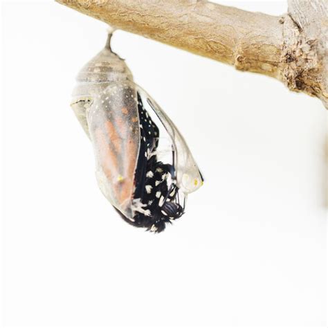 Saas Ai Techevolution Productgrowth Futureofsoftware Jay Patel