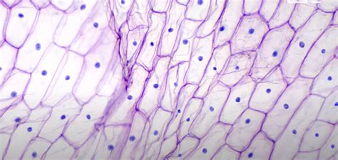 Cellular Problem Solving Weltraumforschung