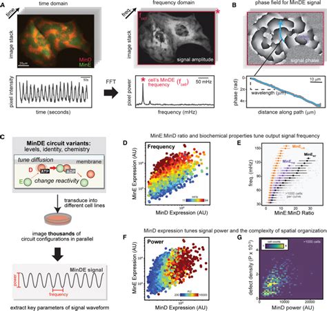 A Programmable Reaction Diffusion System For Spatiotemporal Cell