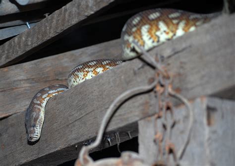 Centralian Carpet Python Morelia Bredli