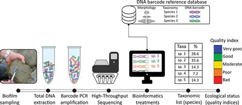 Main Steps Of The Dna Metabarcoding Approach For Biomonitoring With