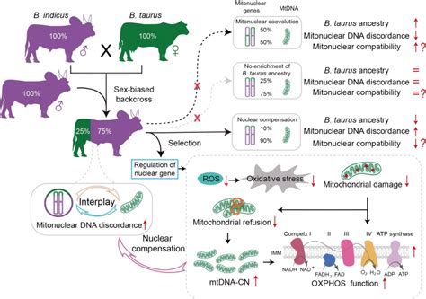 精准预测家牛杂交育种优势有新方法—新闻—科学网