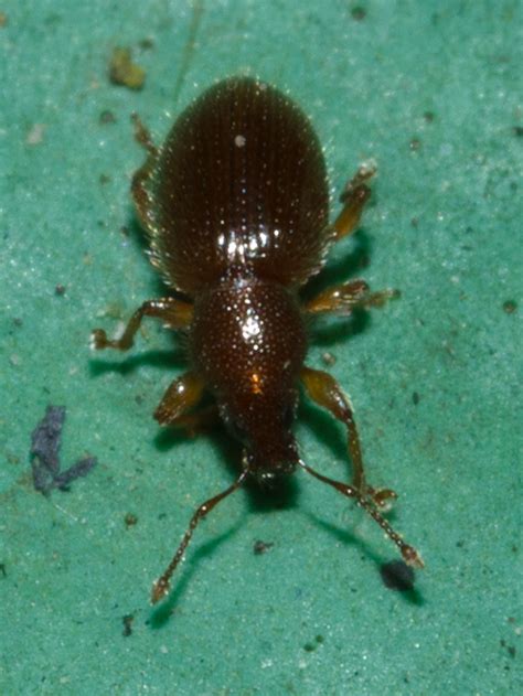 Hairy Spider Weevil Naturespot