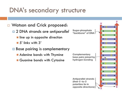 Complementary Base Pairing