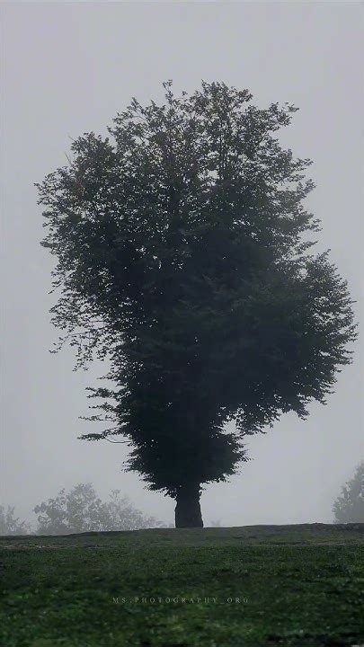 با من امشب زیر باران گریه کن 🥹🥹🥹 Youtube