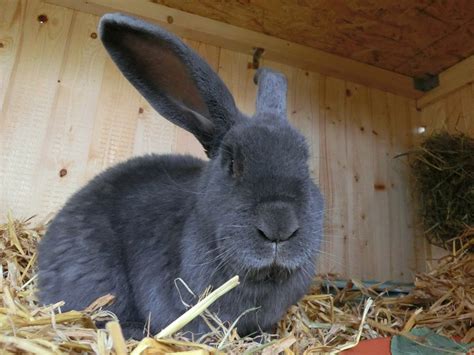 Opili Und Seine Freunde