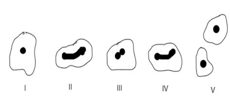 Differentiate Between Binary Fission And Multiple Fission