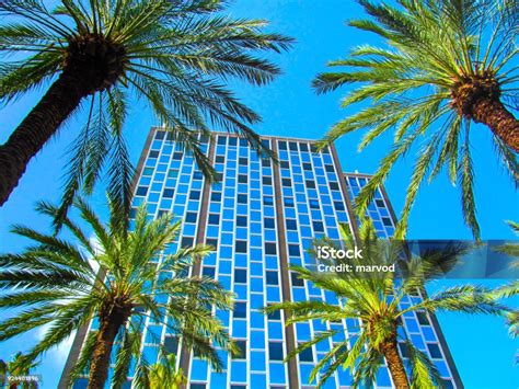 마이애미 플로리다 미국에 푸른 하늘 배경 현대 건물 및 팜 나무 0명에 대한 스톡 사진 및 기타 이미지 0명 거리 건물 외관 Istock