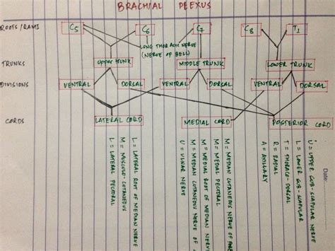 Brachial Plexus Plexus Products English Words Brachial Brachial Plexus Plexus Products English Words Brachial