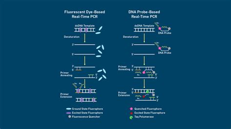 Qpcr Analysis How A Qpcr Machine Works And Qpcr Protocol Technology