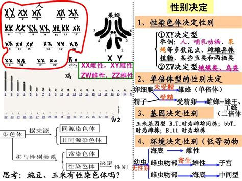 伴性遗传一轮复习emma2013 12 25word文档在线阅读与下载无忧文档