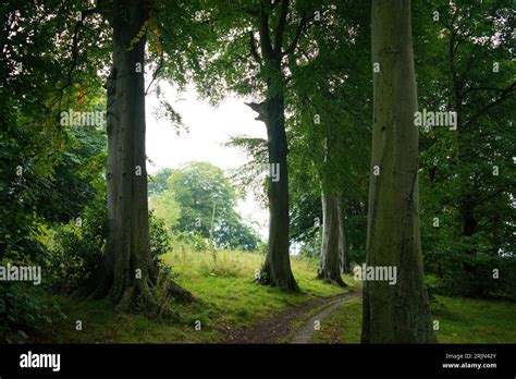Trees In A Forest Split By A Path With A Soft Glow Peeking In From