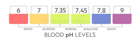 Blood Acid Base Balance Stock Illustrations – 27 Blood Acid Base Balance Stock Illustrations ...