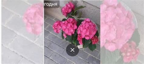 Гортензия крупнолистная купить в Белгороде | Товары для дома и дачи | Авито