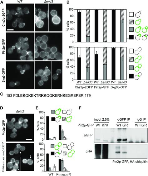 The Polarized Localization Of Pin2 Is Dependent On Ubiquitin Mediated Download Scientific