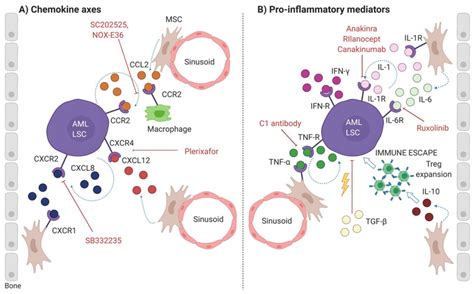 Soluble Mediators Involved In Aml Bm Niche Crosstalk A Chemokines