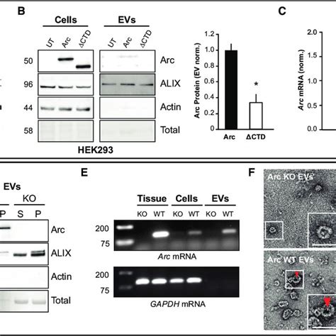 Pdf The Neuronal Gene Arc Encodes A Repurposed Retrotransposon Gag
