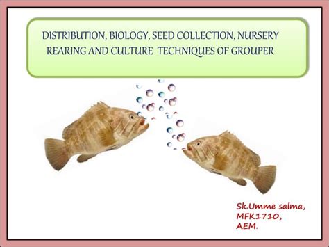 Distribution Biology Seed Collection Nursery Rearing And Culture Techniques Of Grouper Pptx