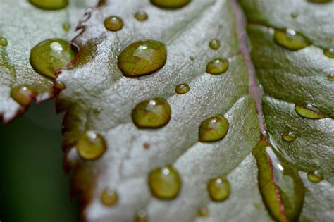 무료 이미지 자연 하락 이슬 사진술 비 잎 꽃 빗방울 젖은 녹색 곤충 식물학 노랑 닫기 플로라