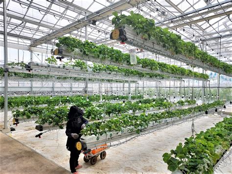 천안 농업기술센터 딸기 오이 참외 행잉베드 태양벨 적용 사진 주엠지디세광