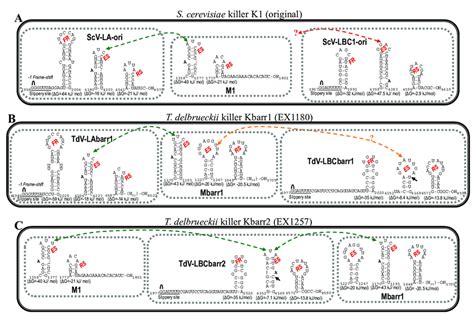 secondary structure representations of signals for frameshifting