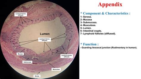 Histology Histology Of Immune System Pdf