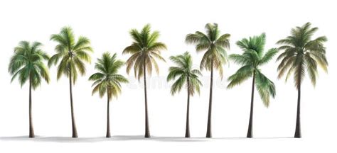 Four Palm Trees Are Neatly Lined Up In A Row On A White Background