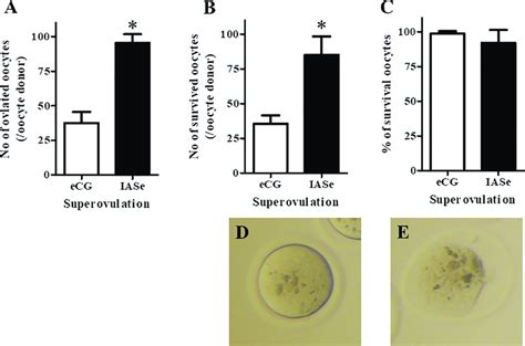 Effect Of Superovulation Induced By Ecg Or Iase Treatment On The