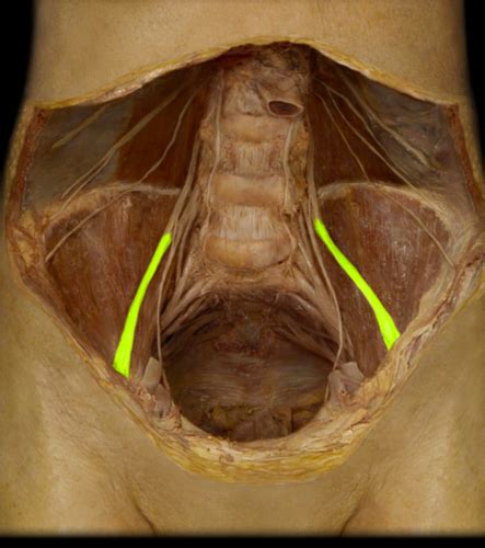 Lumbosacral Plexus Flashcards Quizlet