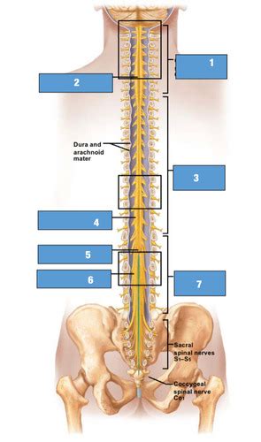 A P LAB Spinal Cord Flashcards Quizlet