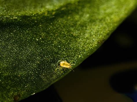 Cucumeris Applied Bio Nomics Biological Pest Control