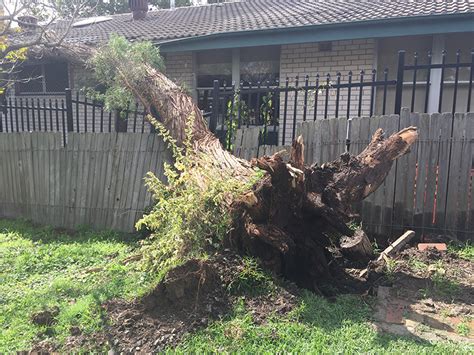 Tree Lopping Tree Removal Warabrook Branch Management