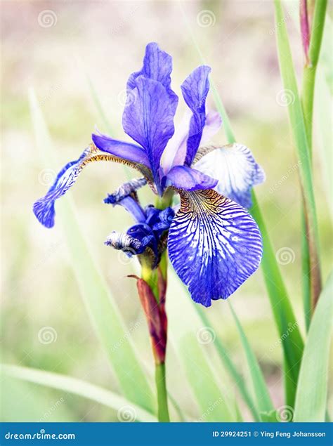 Siberian Iris Stock Image Image Of Countryside Botany 29924251