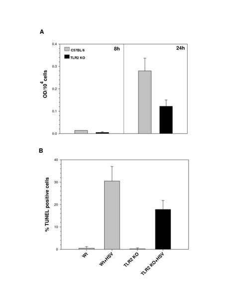 Hsv Infection Induces Apoptosis In Murine Microglial Cells Wild Type